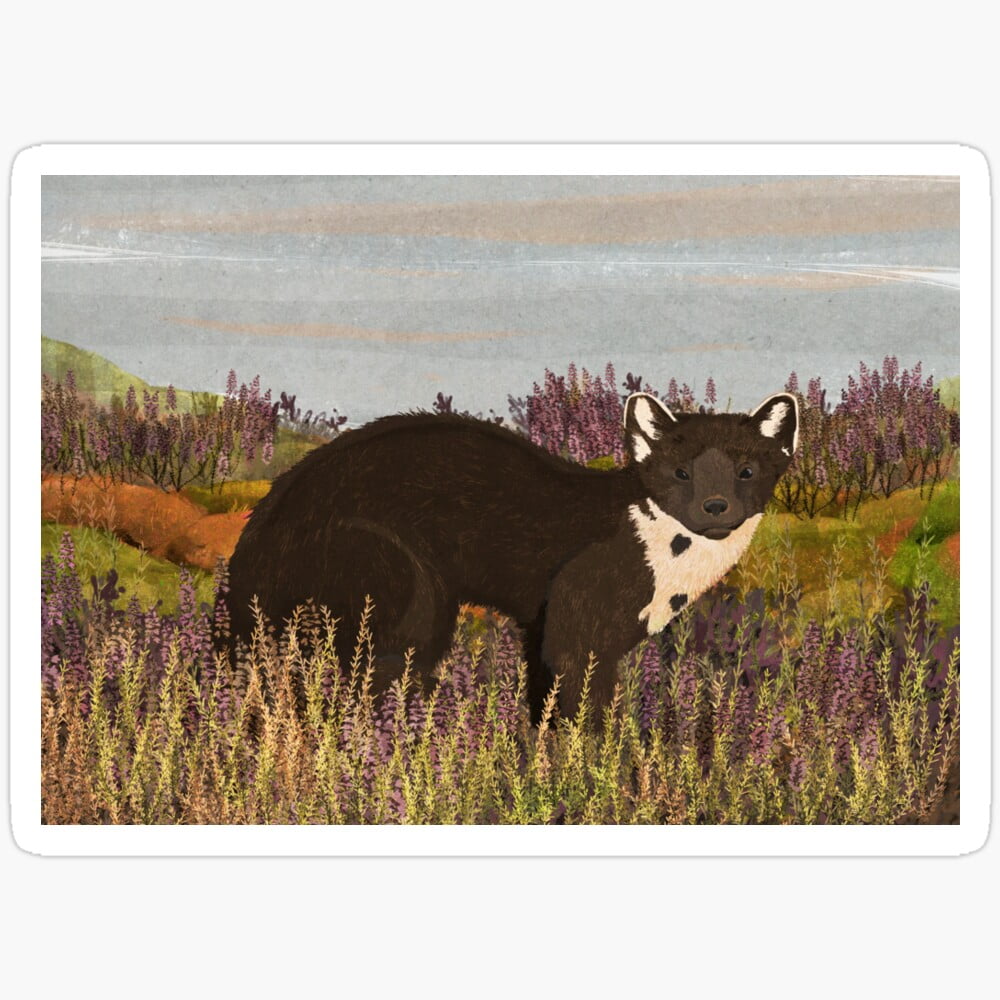 DOPASTICKER Pine Marten Sticker Phone Decal Water Bottle Stickers, Cars ...