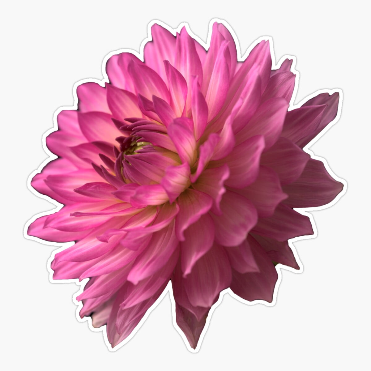 DOPASTICKER Pink Dahlia Sticker, Phone Sticker Water Bottle Sticker Car ...