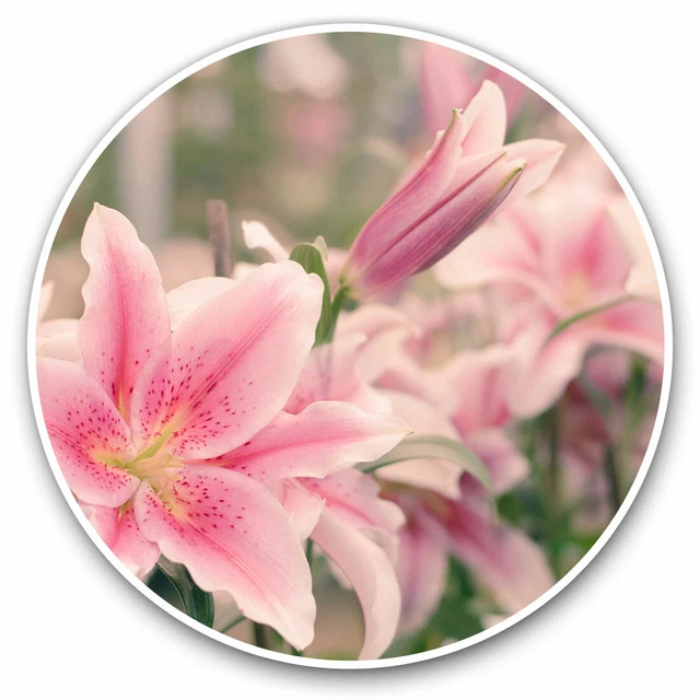 DOPASTICKER Pink Lily Flower Lillies Plant Cool Gift Decorative Laptop ...