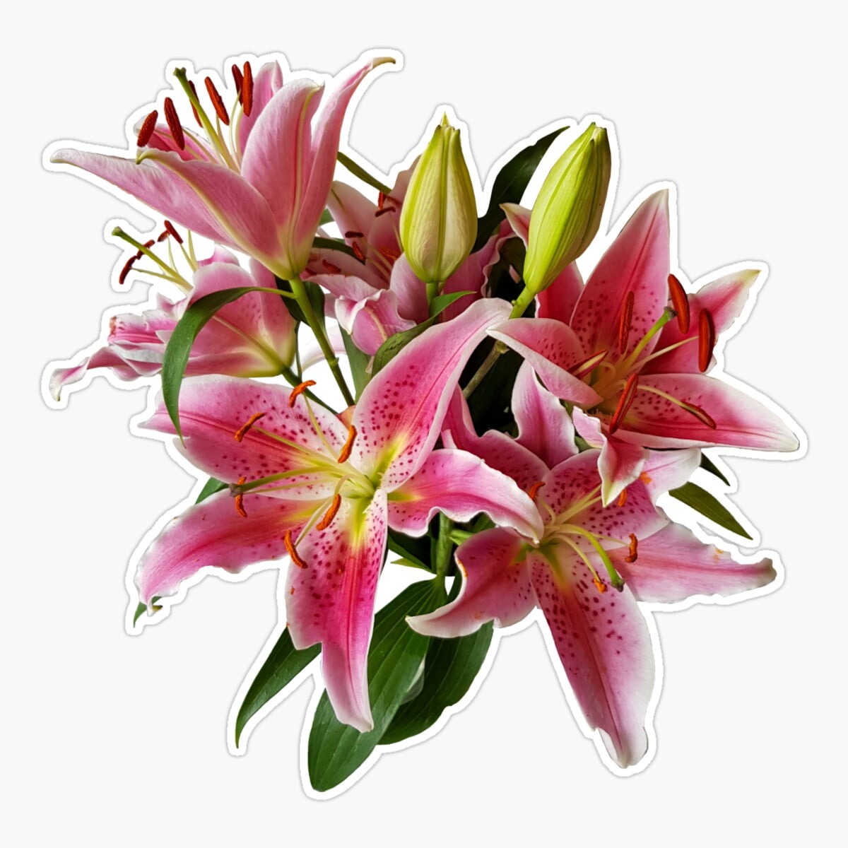 DOPASTICKER Pink Lily Flowers Sticker, Phone Sticker Water Bottle ...