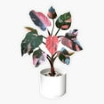 DOPASTICKER Pink Princess Philodendron In Pot Graphic Drawing Sticker ...