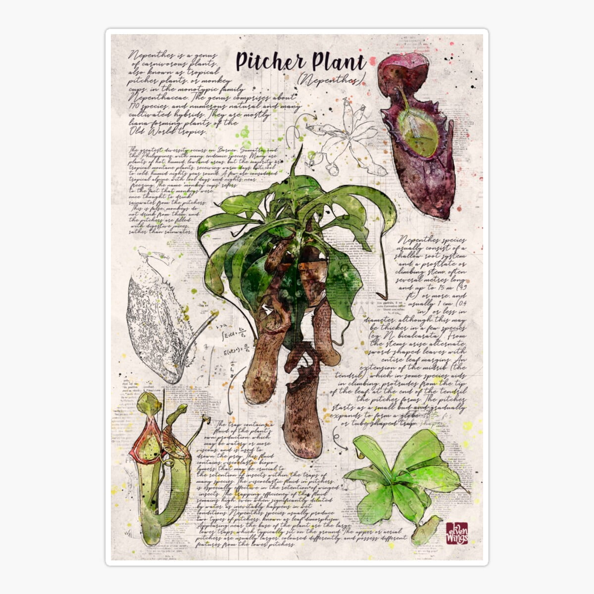 DOPASTICKER Pitcher Plant Botanical Poster Sticker, Phone Sticker Car ...