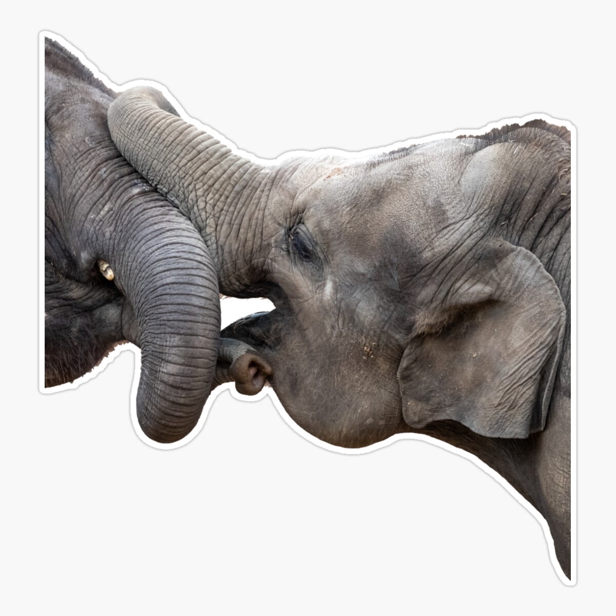 DOPASTICKER Playing Indian Elephants Sticker, Phone Sticker Car Sticker ...