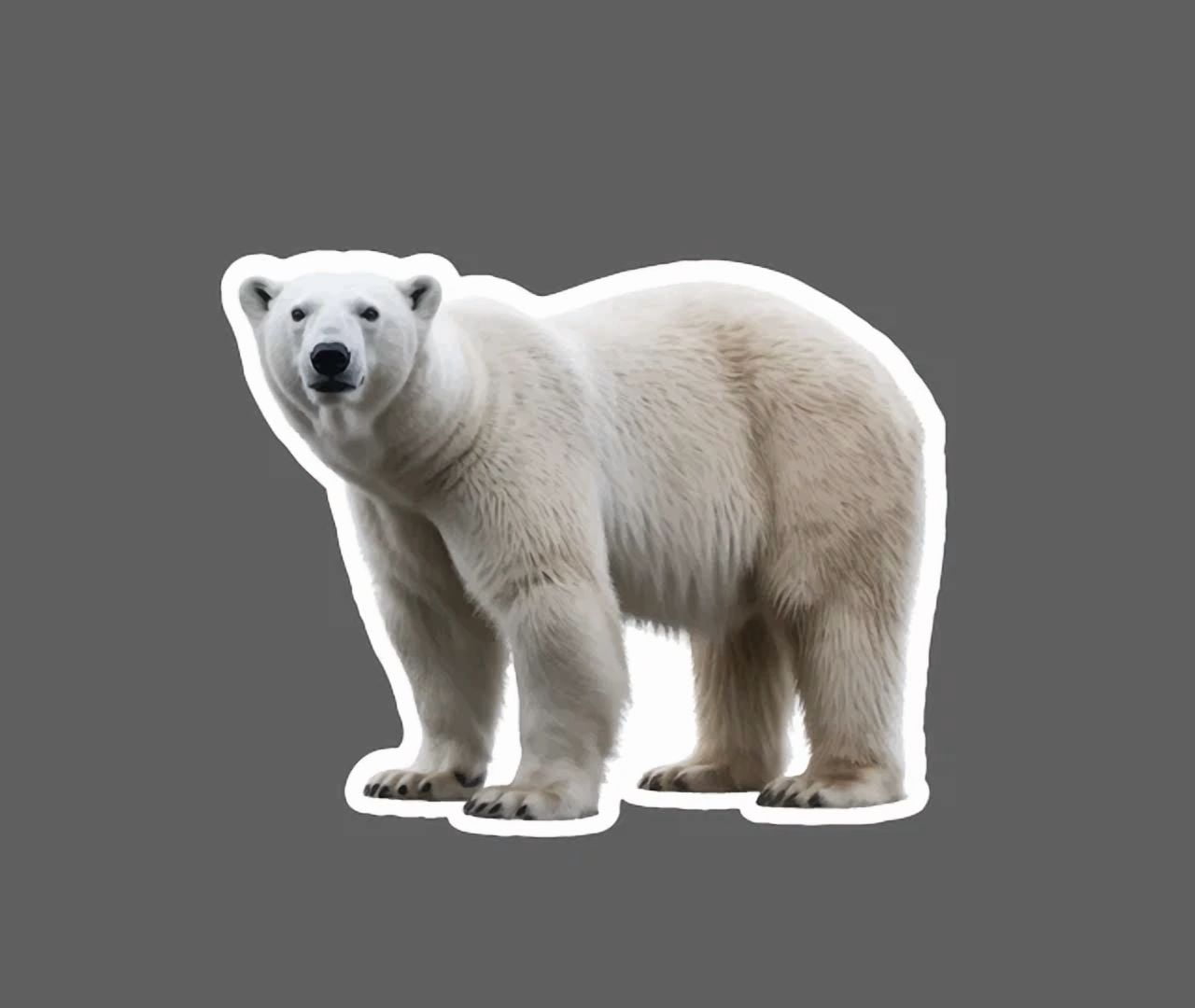 DOPASTICKER Polar Bear Sticker Animal Wildlife Nature Gift Artic ...