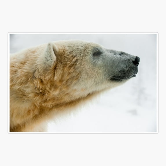 DOPASTICKER Portrait Polar Bear Sticker, Phone Sticker Water Bottle ...