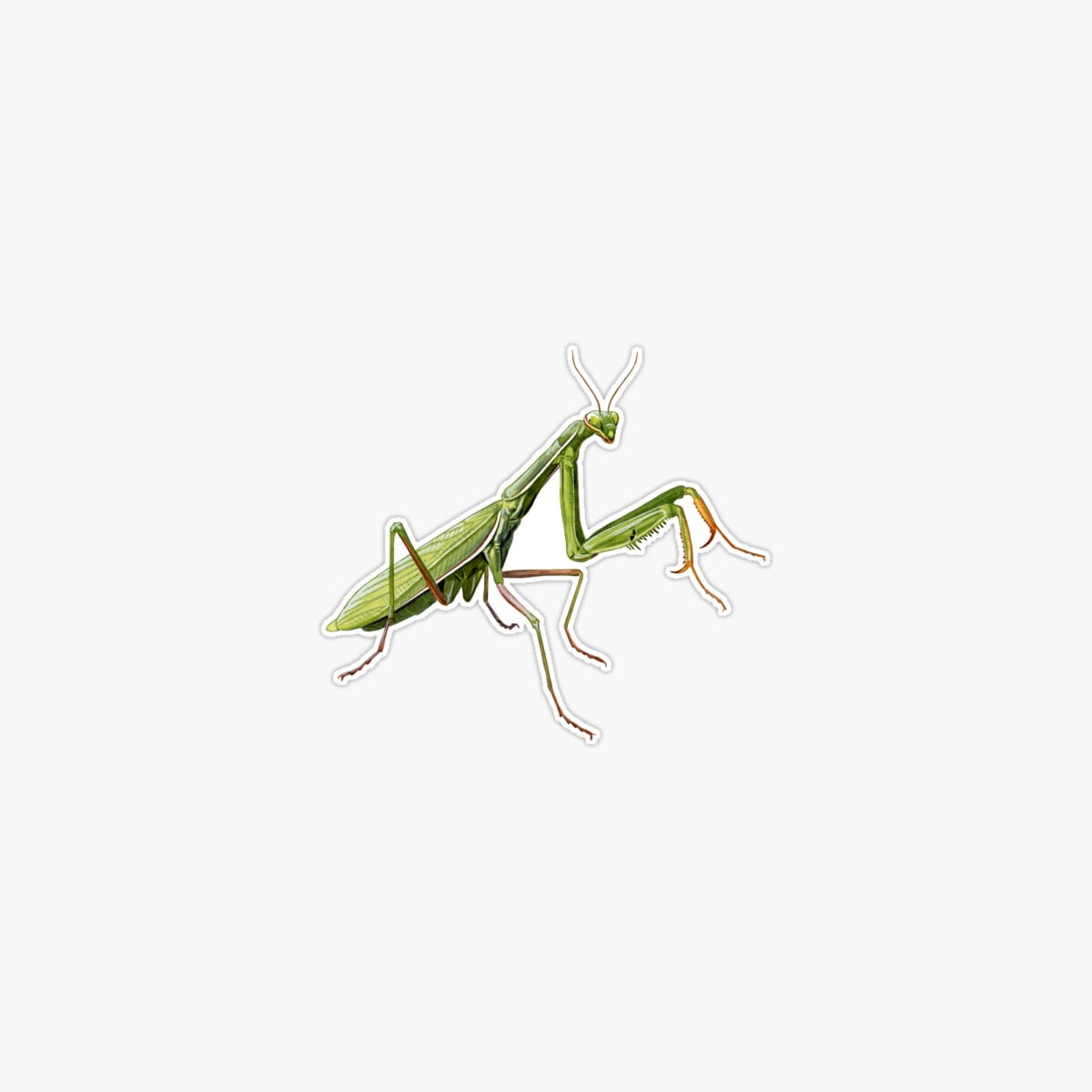 DOPASTICKER Praying Mantis Sticker Phone Sticker, Latop Sticker, Lover ...