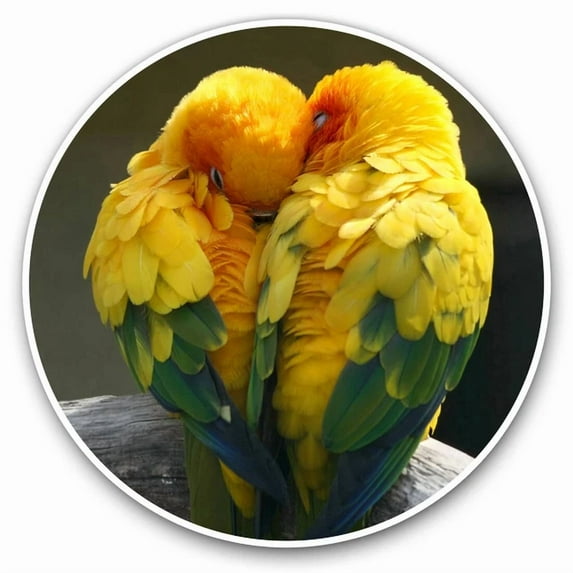 DOPASTICKER Pretty Parrot Love Birds Animals Parrots Cool Gift ...