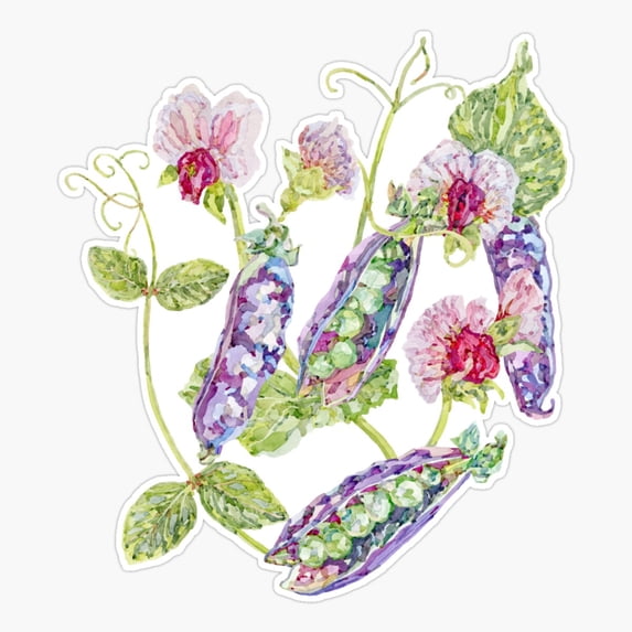 DOPASTICKER Purple Podded Peas Sticker, Phone Sticker Car Stickers ...