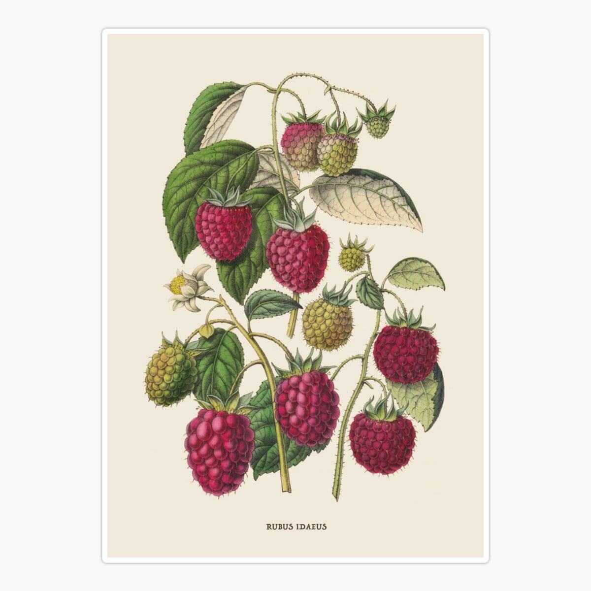 DOPASTICKER Purple Raspberry Antique Botanical Illustration Sticker ...
