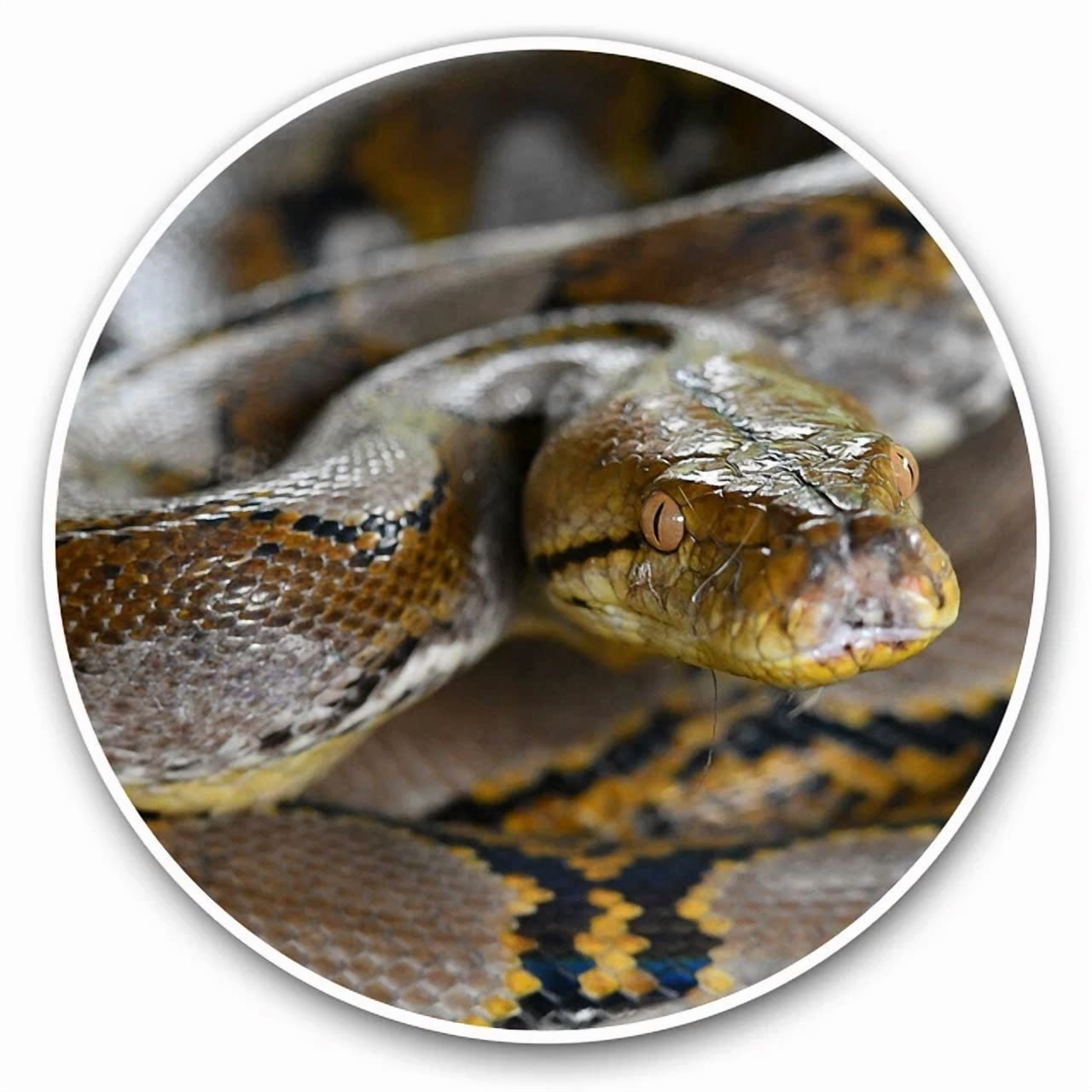 DOPASTICKER Python Snake Borneo Snakes Cool Gift Decorative Laptop ...