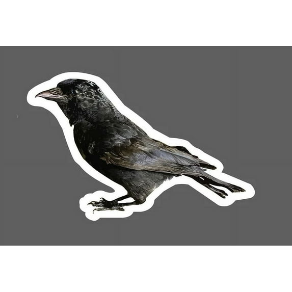 DOPASTICKER Raven Sticker Crow Realistic Animal Wildlife Sticker Phone ...