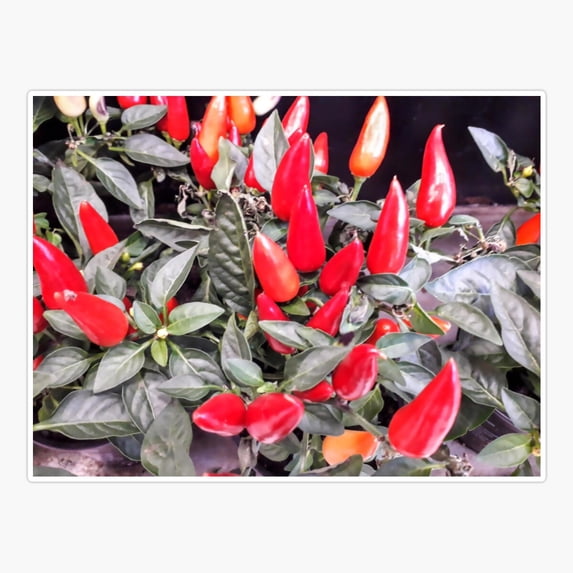 DOPASTICKER Red Chili Pepper Plants Kitchen Garden Sticker, Phone ...