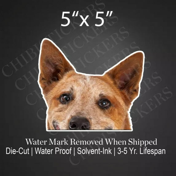 DOPASTICKER Red Heeler Australian Cattle Realistic Dog Peeker Sticker ...