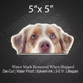 DOPASTICKER Red Merle Tri Color Australian Shepherd Dog Waterproof ...