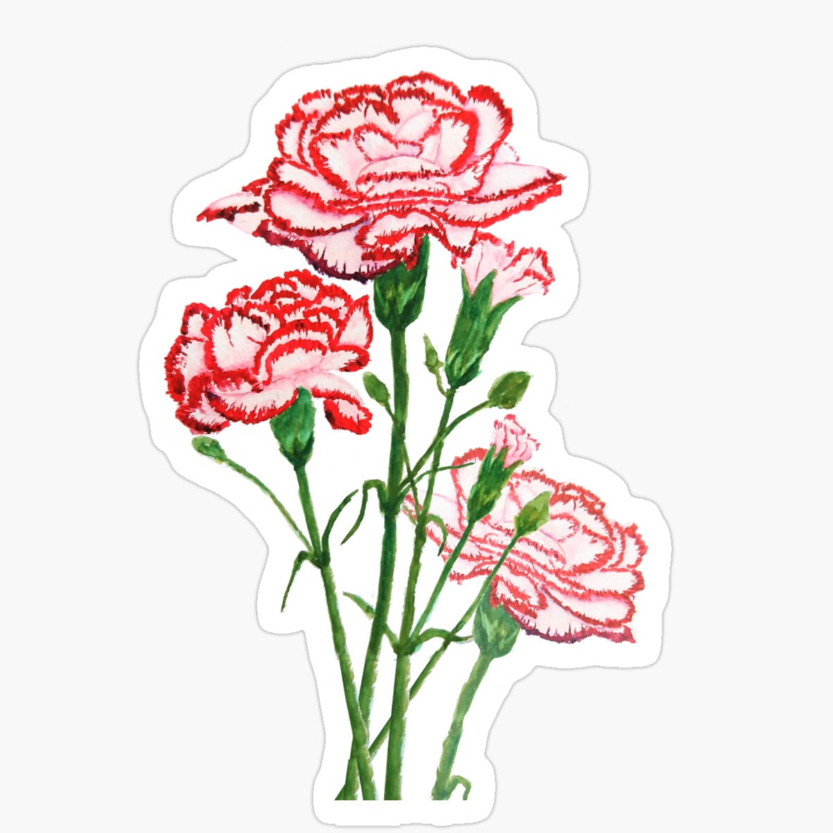 DOPASTICKER Red And Pink Carnation Watercolor Painting Sticker Birthday ...