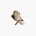 DOPASTICKER Red-Tailed Buzzard In Flight Sticker, Phone Sticker Car ...