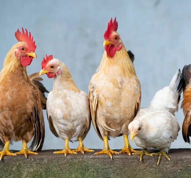 DOPASTICKER Rooster Sticker Chicken Hens Farm Life Barn Animals Eggs ...