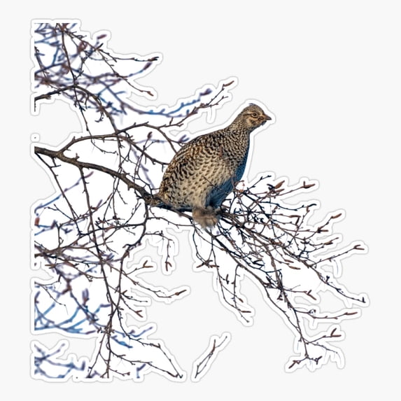 DOPASTICKER Rued Grouse On Tree Branch Sticker Hunting Sticker, Phone ...