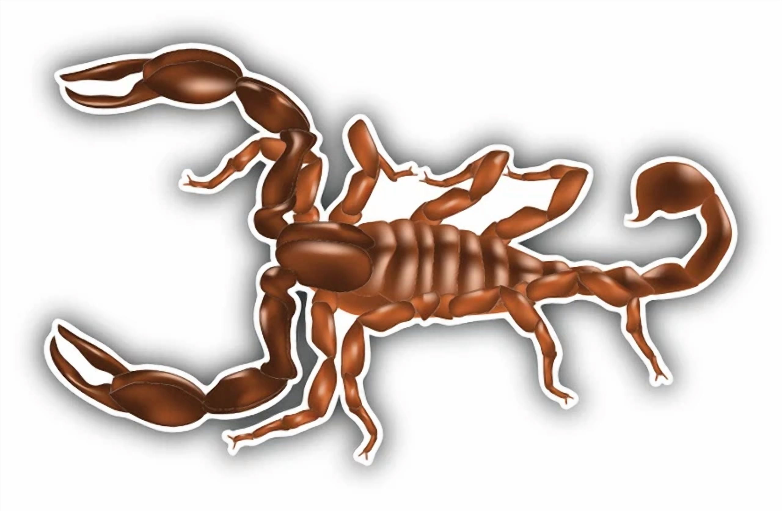 DOPASTICKER Scorpio Animal Sticker Decal Phone Decal Water Bottle ...