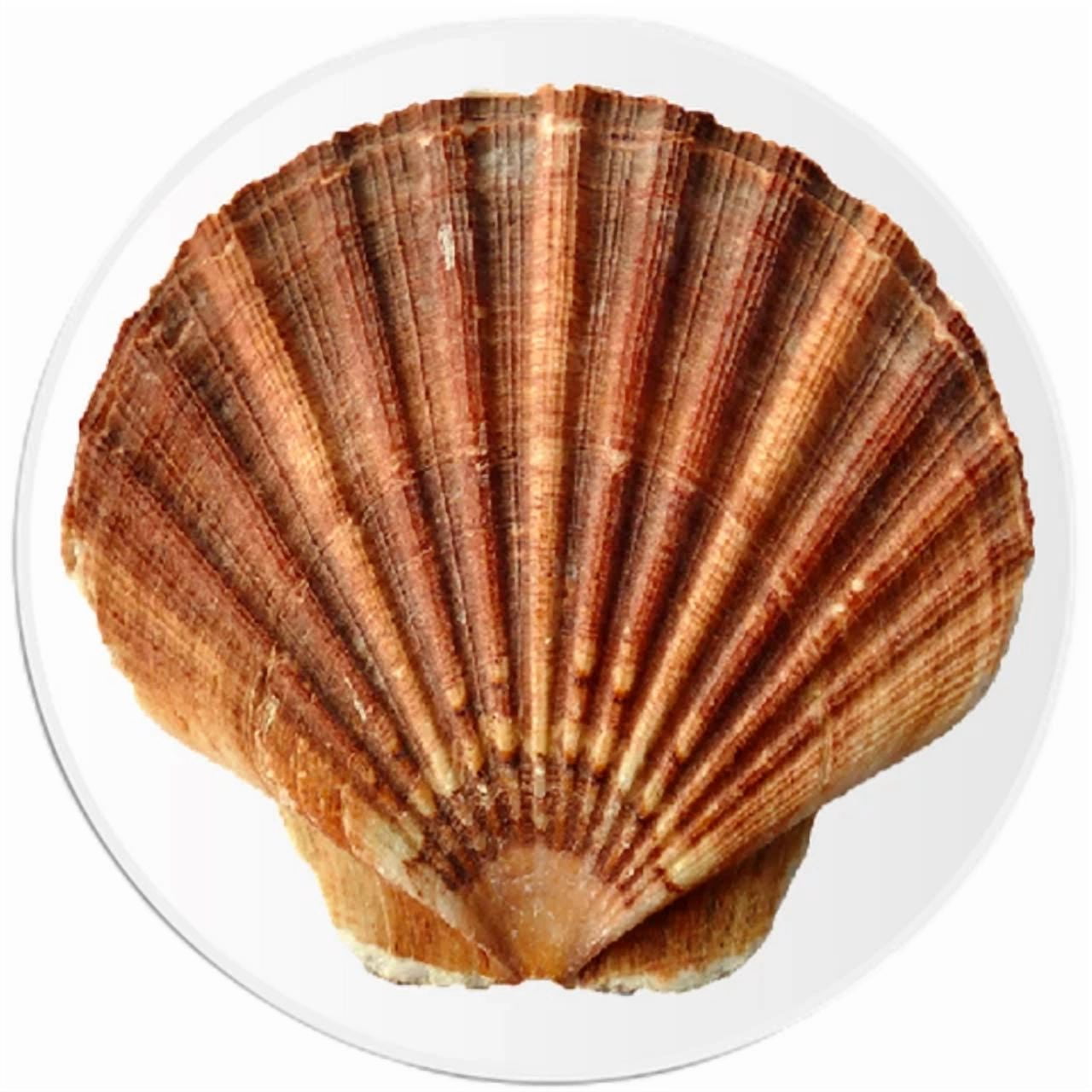 DOPASTICKER Seashell Sticker, Ocean Sea Beach Phone Decal Water Bottle ...