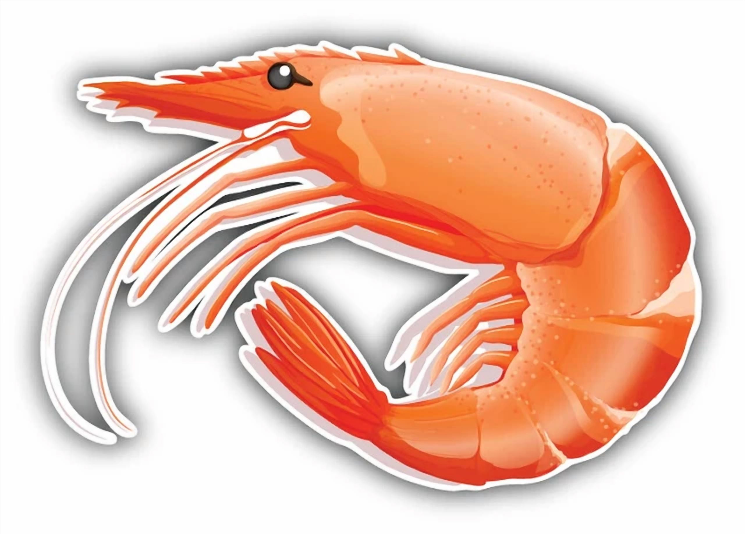 DOPASTICKER Shrimp Animal Sticker Decal Phone Decal Water Bottle ...