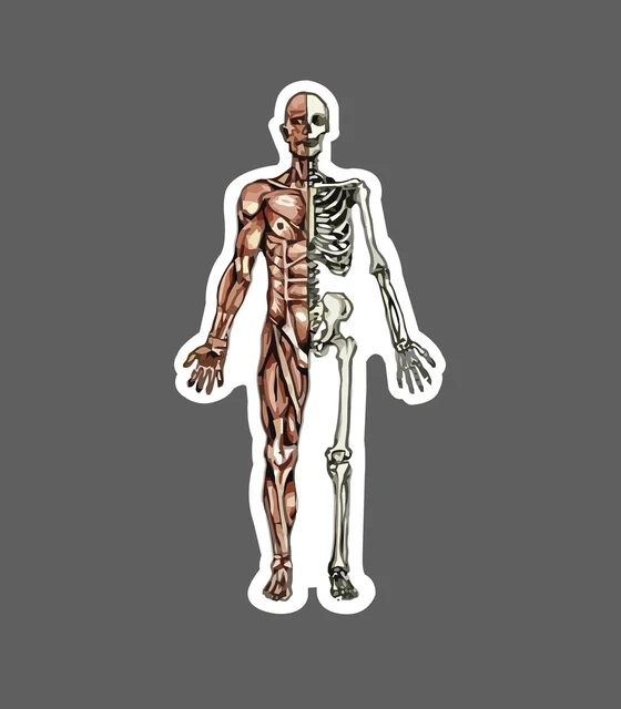 DOPASTICKER Skeletal Muscle Sticker Person Med Medical Science Sticker ...