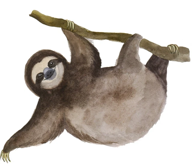DOPASTICKER Sloth Sticker Rainforest Slow Animal Strong Wild Watercolor ...