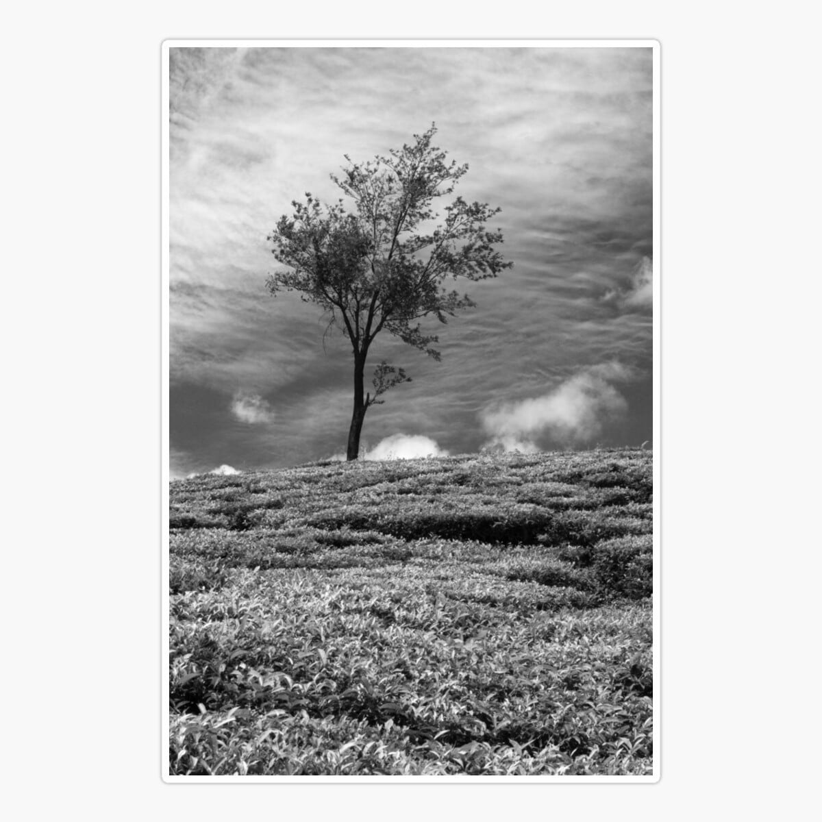 DOPASTICKER Ssk 9220 One Tree Hill. B,W Sticker, Phone Sticker Car Stickers, Birthday Gift ...