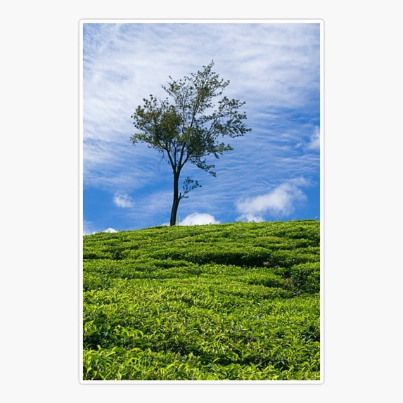 DOPASTICKER Ssk 9220 One Tree Hill. Color Sticker, Phone Sticker Car ...