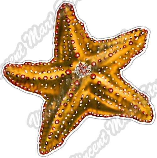 DOPASTICKER Starfish Sea Life Ocean Beach Fish Water Car Sticker Decal ...