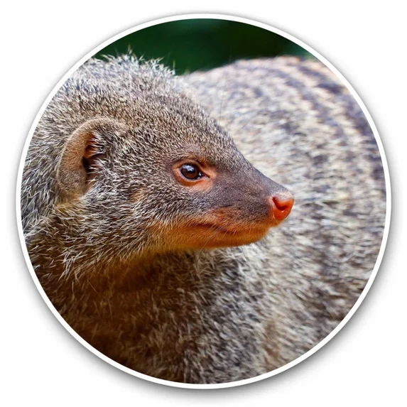 DOPASTICKER Stickers -Banded Mongo.Ose African Cool Gift Decorative ...