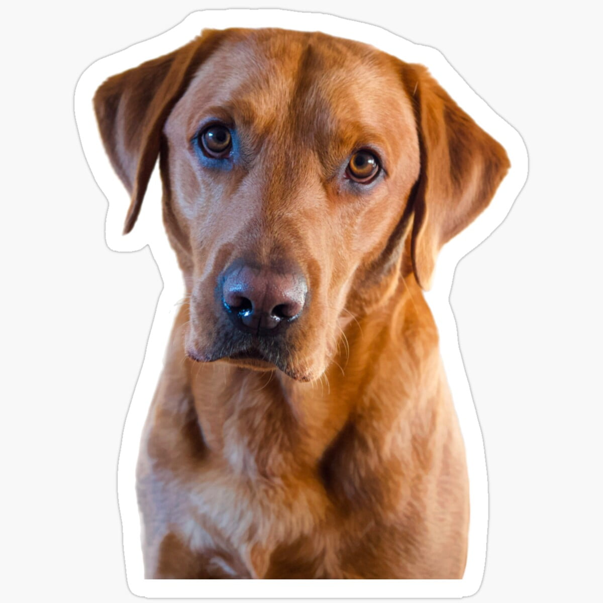 DOPASTICKER Stunning Fox Red Labrador Sticker, Waterproof Decal For Pet ...