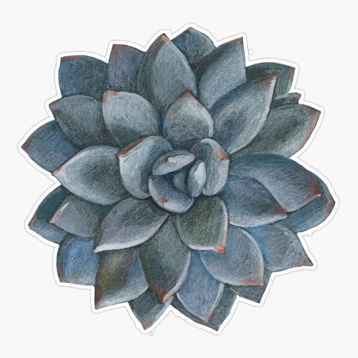 DOPASTICKER Succulent On Dark Grey. Colored Pencils Drawing. Sticker ...