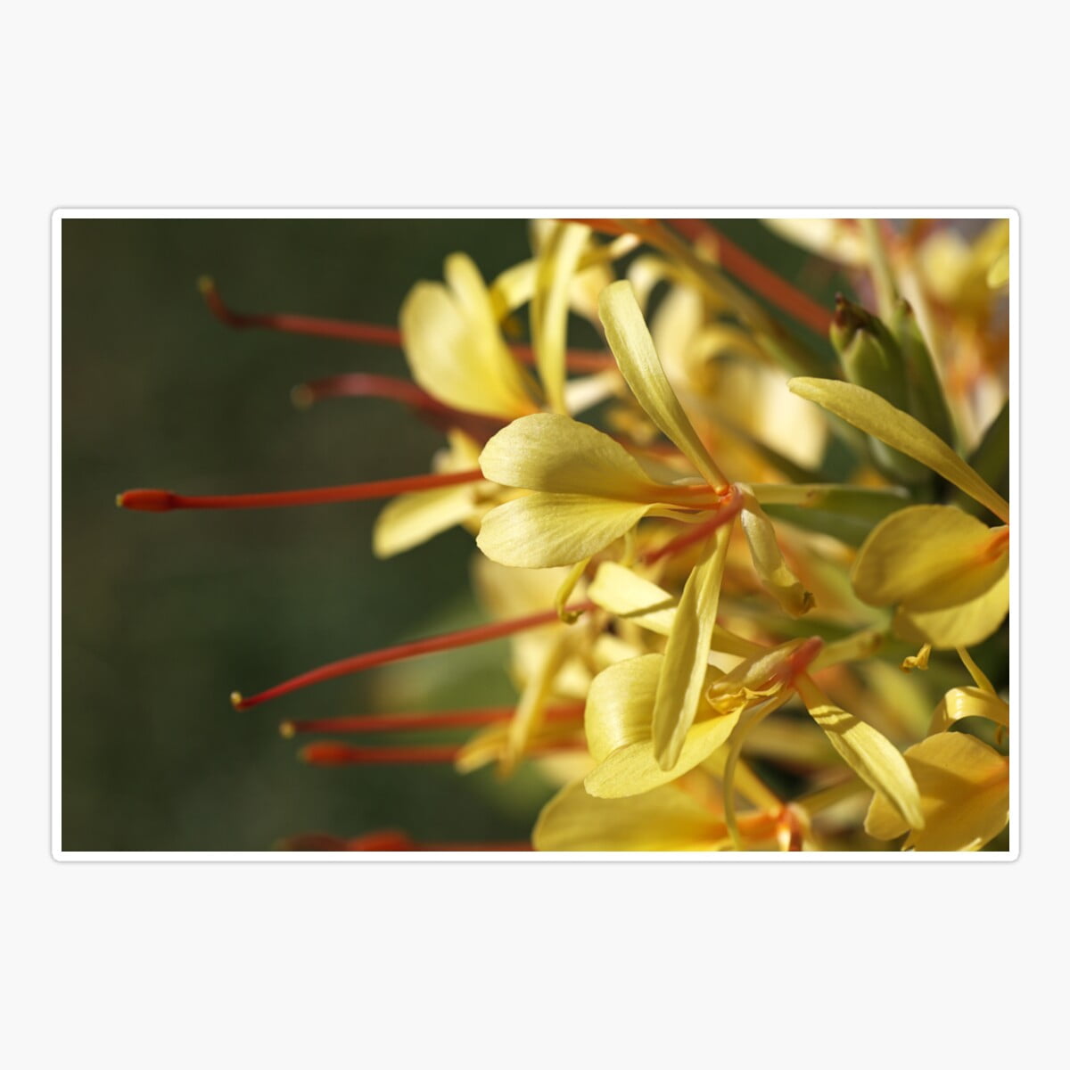 DOPASTICKER Sunny Yellow And Red Flowers - Kahli Ginger Sticker, Phone ...