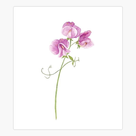 DOPASTICKER Sweet Pea, 3,3 Sticker, Phone Sticker Car Stickers ...