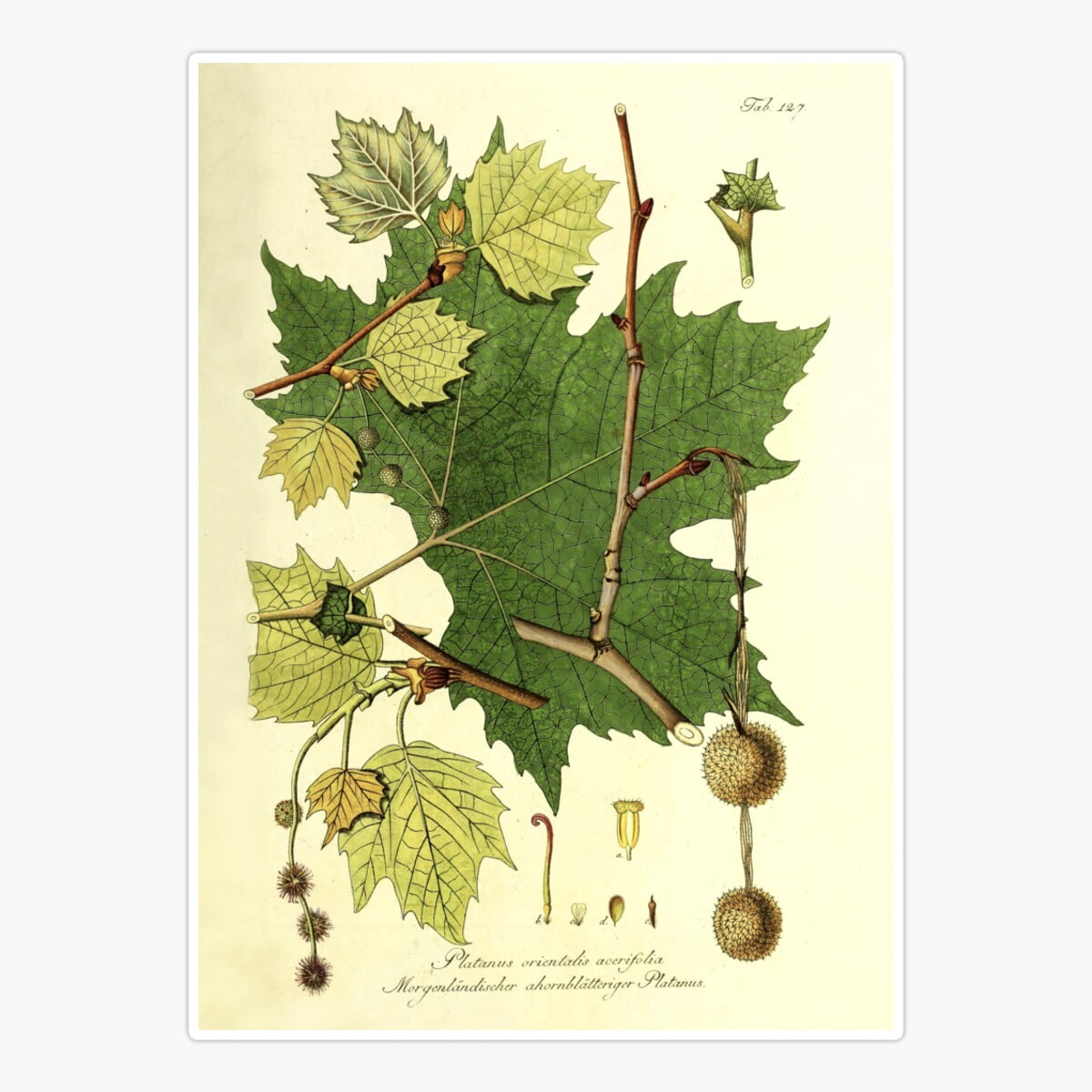 DOPASTICKER Sycamore Life Cycle Sticker, Phone Sticker Water Bottle ...