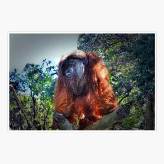 DOPASTICKER Takai Sticker, Phone Sticker Water Bottle Stickers Car ...