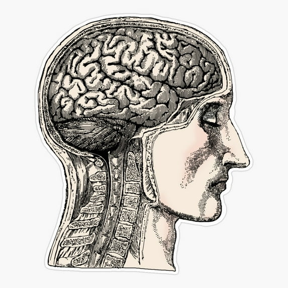 DOPASTICKER The Human Brain Sticker, Phone Sticker Water Bottle Sticker ...