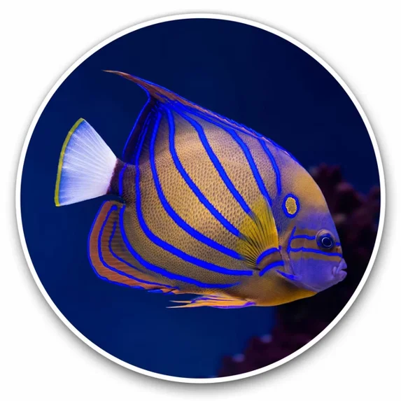 DOPASTICKER Tropical Bluering Angelfish Reef Fish Cool Gift Decorative ...