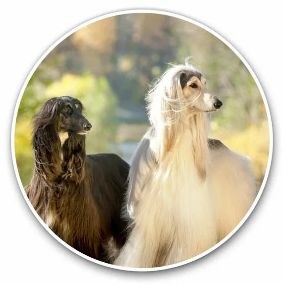 DOPASTICKER White & Brown Afghan Hound Dogs Cool Gift Decorative Laptop ...