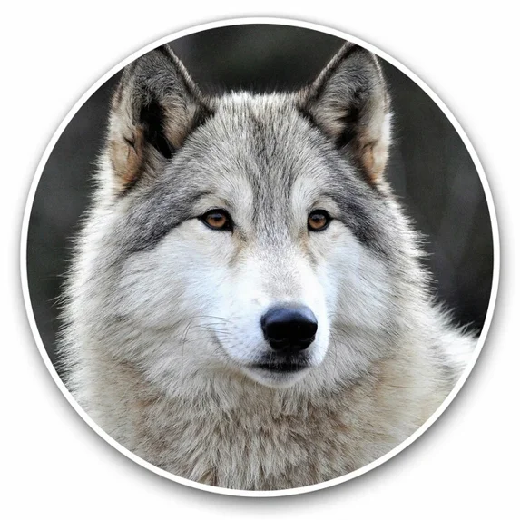 DOPASTICKER White Female Wolf Dog Animal Cool Gift Decorative Laptop, Phone Stickers, Waterproof ...