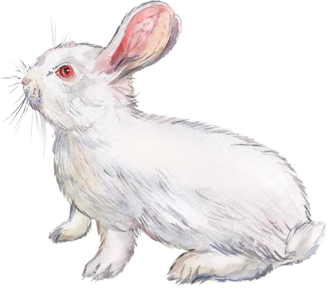 DOPASTICKER White Rabbit Bunny Sticker Albino Brown Cute Fluffy Furry ...