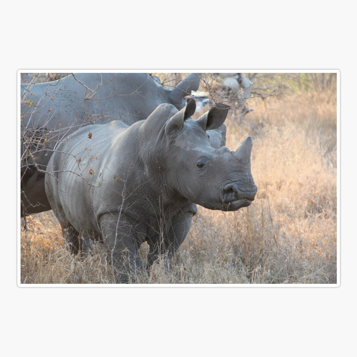 DOPASTICKER White Rhinoceros Kruger National Park Sticker, Phone ...