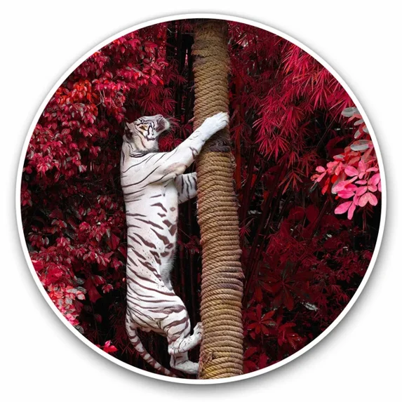 DOPASTICKER White Wild Tiger India Fun Cool Gift #2763-2 Decorative ...