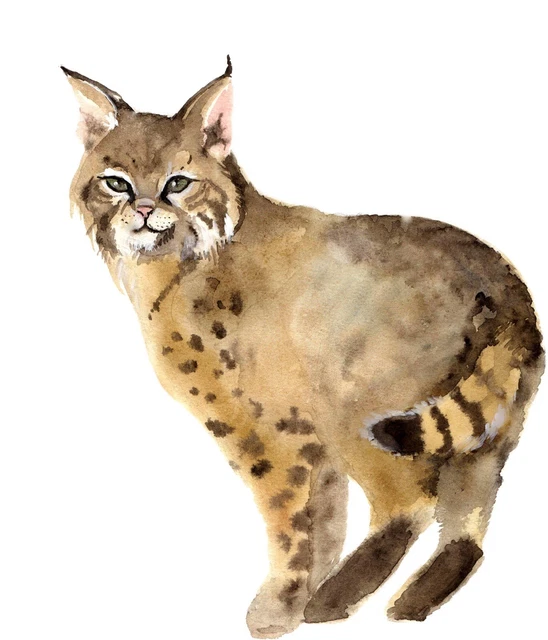 DOPASTICKER Wide Lynx Sticker Big Cat Tough Animal Strong Wild ...