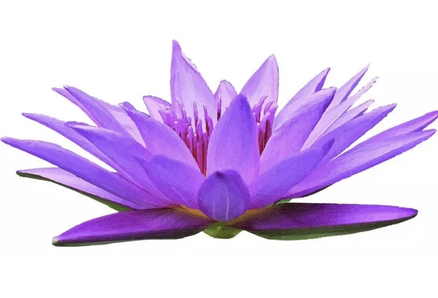 DOPASTICKER Wide Purple Lotus Sticker Flower Water Plant Scrapbooking ...