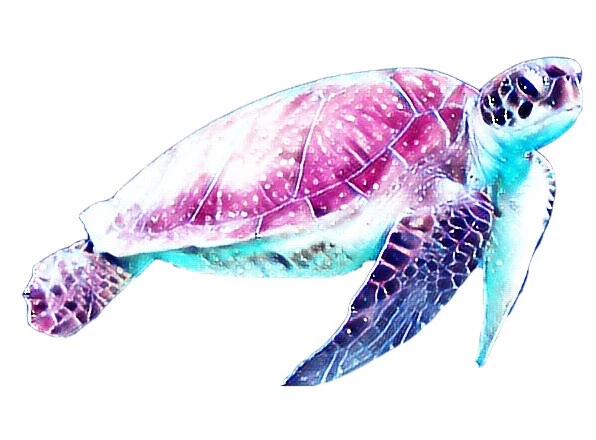 DOPASTICKER Wide Sea Turtle Sticker Galaxy Space Stars Ocean Salt Sand ...