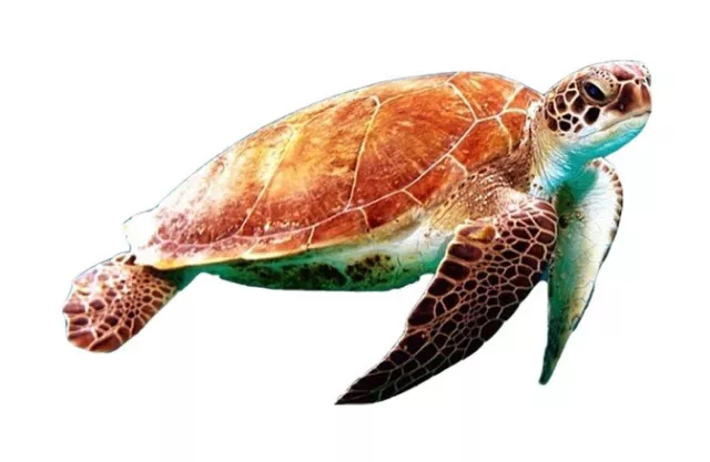 DOPASTICKER Wide Sea Turtle Sticker Ocean Sea Life Salt Sand Beach Life ...