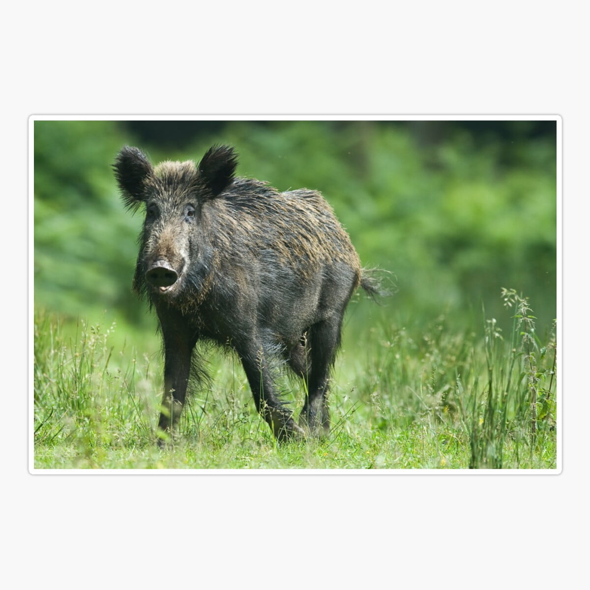 DOPASTICKER Wild Boar Sticker, Phone Sticker Water Bottle Sticker Car ...