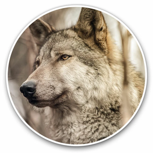 DOPASTICKER Wild Grey Wolf Wolves Dog Dogs Animal Cool Gift Decorative ...